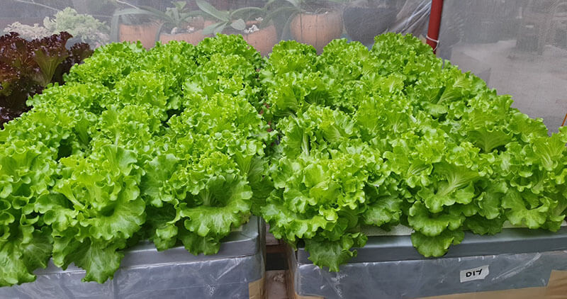 Seven (7) Reasons Why Hydroponics Gardening Is More Efficient Than ...