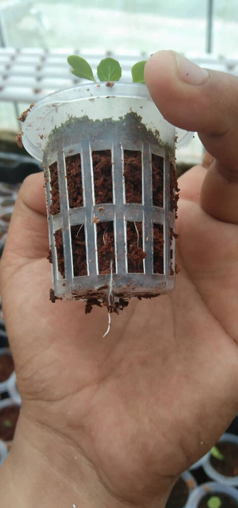 Seven (7) Reasons Why Hydroponics Gardening Is More Efficient Than ...