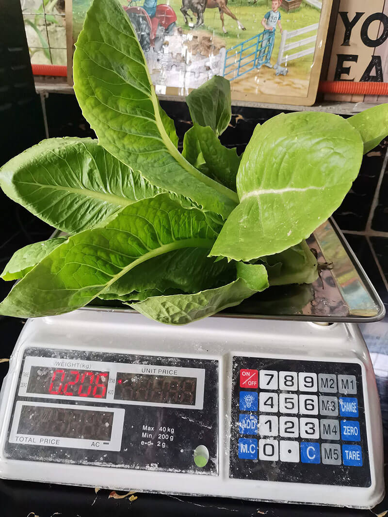 Seven (7) Reasons Why Hydroponics Gardening Is More Efficient Than ...