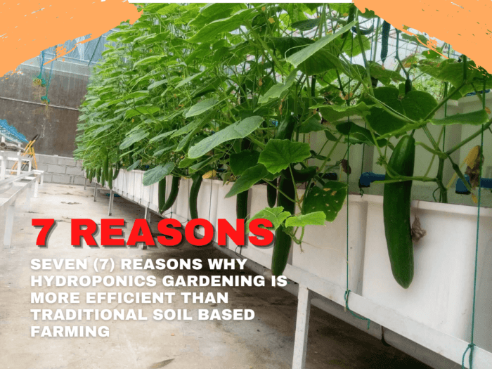 Seven (7) Reasons Why Hydroponics Gardening Is More Efficient Than ...